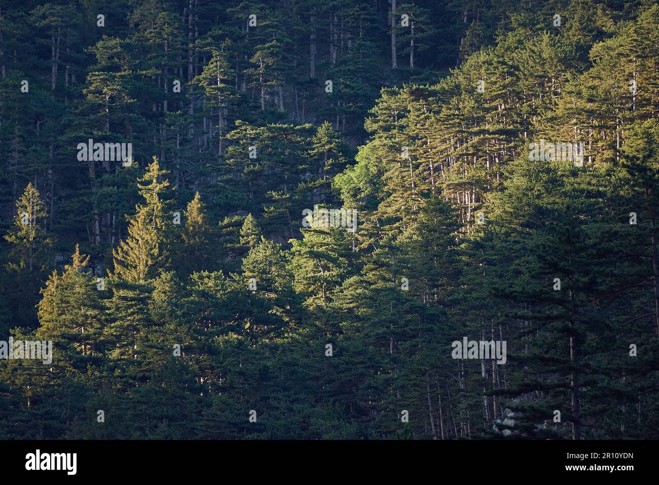 Mountain landscape with pine trees Stock Photo - Alamy