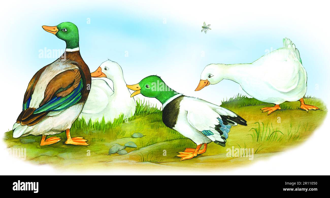 Sheep ducks hi-res stock photography and images - Alamy