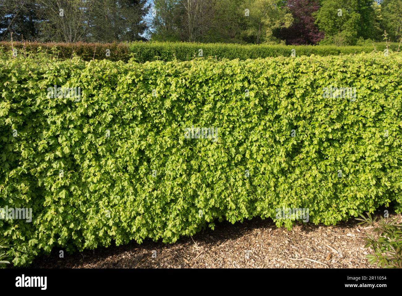 Field maple hedge, Acer campestre hedge, "Nanum Stock Photo - Alamy