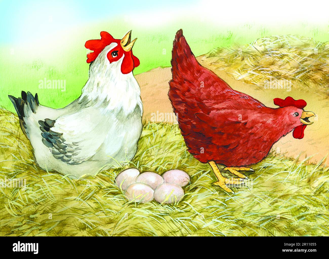 Animals-Hens with eggs Stock Photo - Alamy
