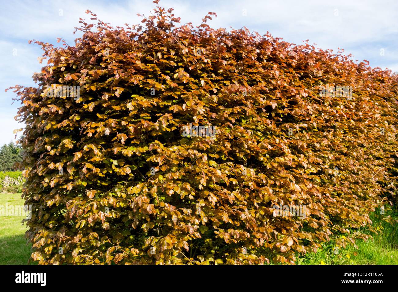 European Beech, Hedge, Fagus sylvatica "Atropunicea Stock Photo - Alamy