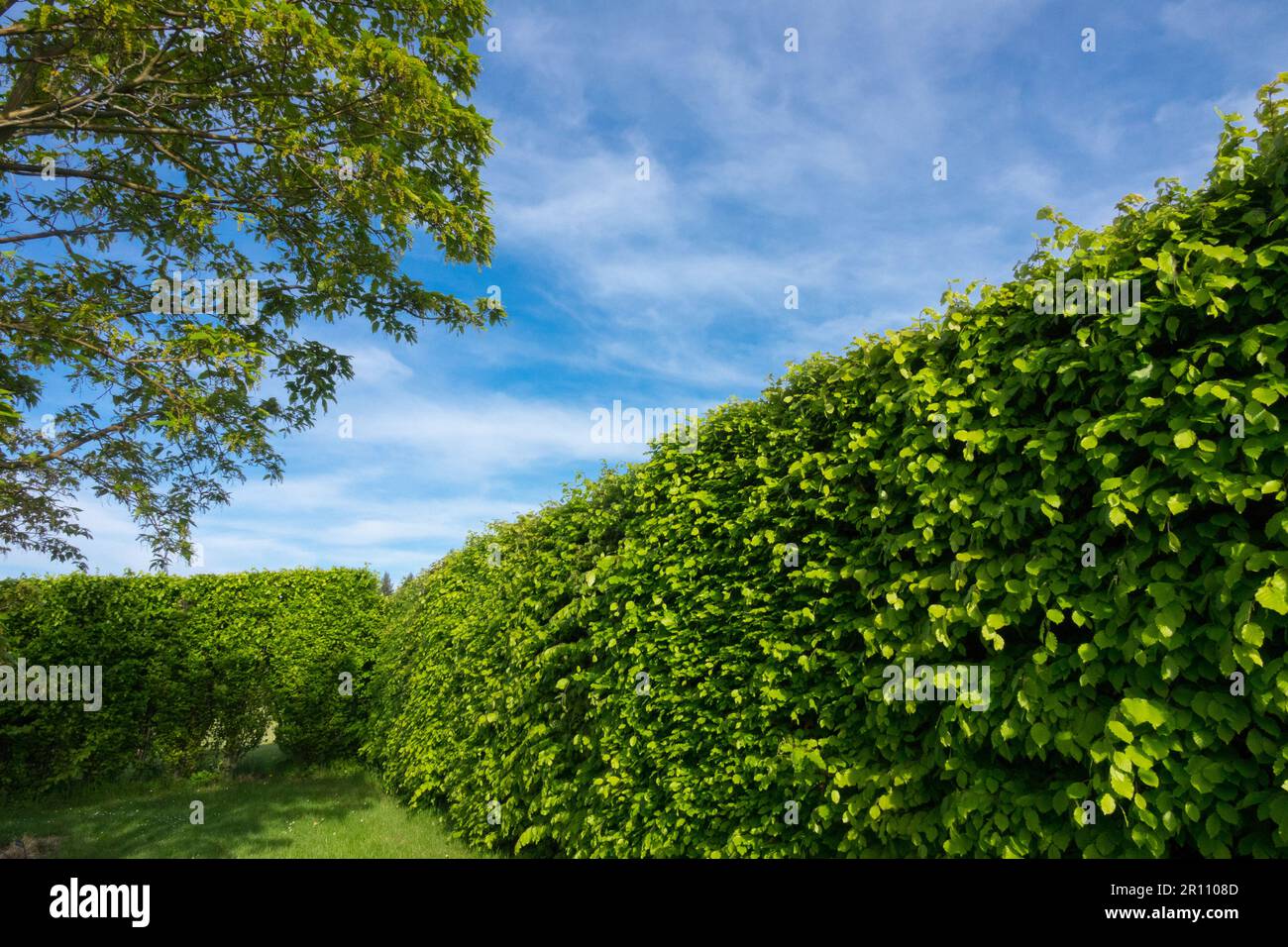 Beech hedge hi-res stock photography and images - Alamy