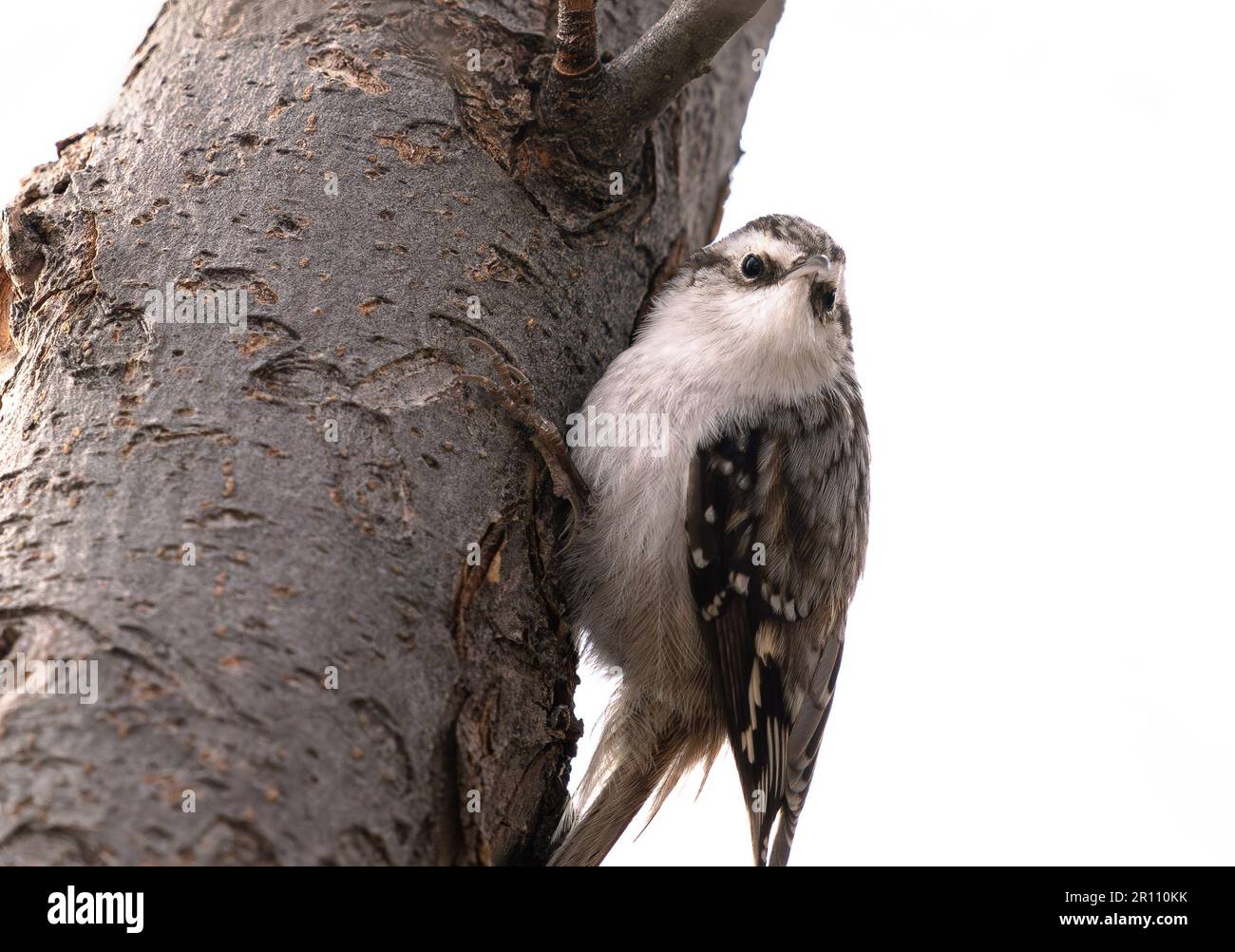 Close up portrait of a Brown Creeper songbird (Certhia americana ...