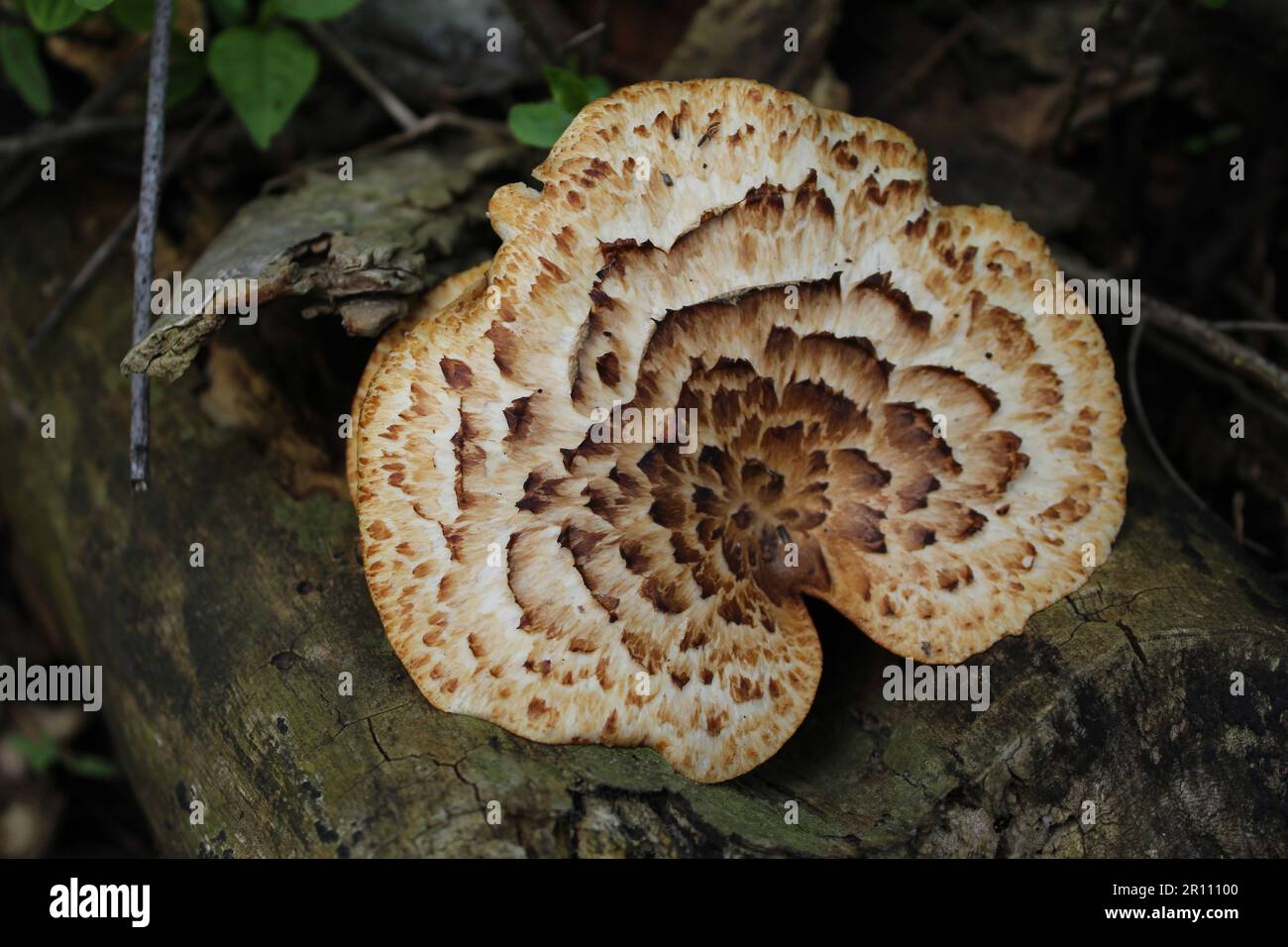 Pheasant's back mushroom growing from a log at Camp Ground Road Woods ...