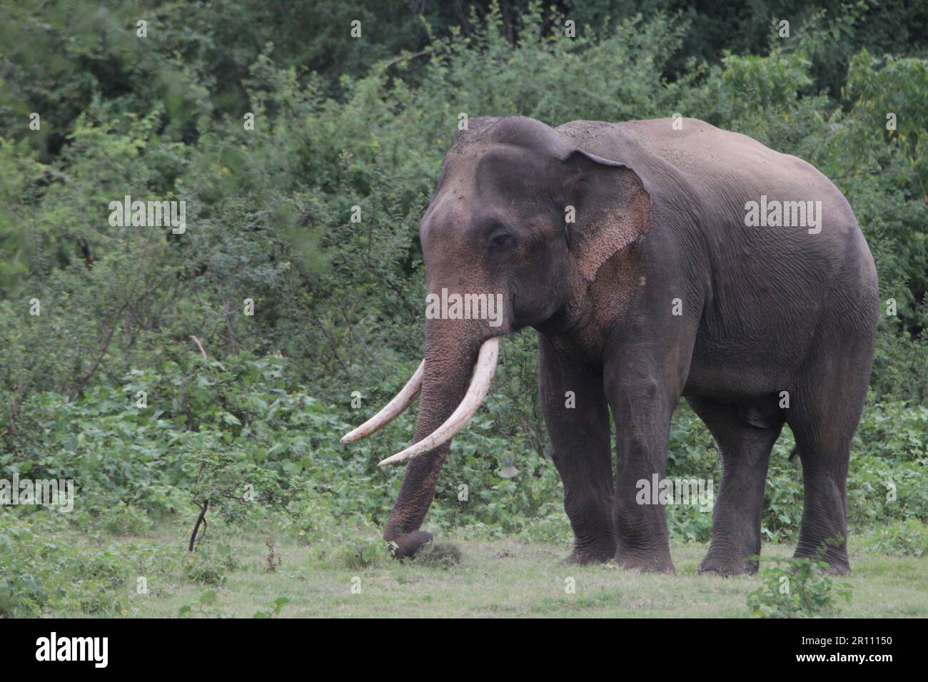 Sri Lankan Tuskers and Elephant in the Wild, Visit Sri Lanka Stock ...