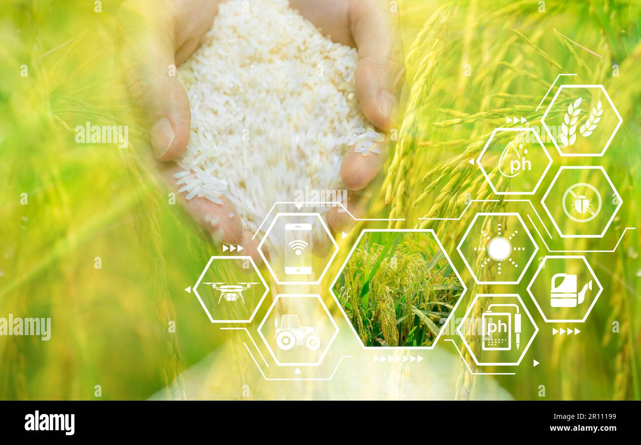 Smart agriculture with modern technology. Woman hand holding rice and ...