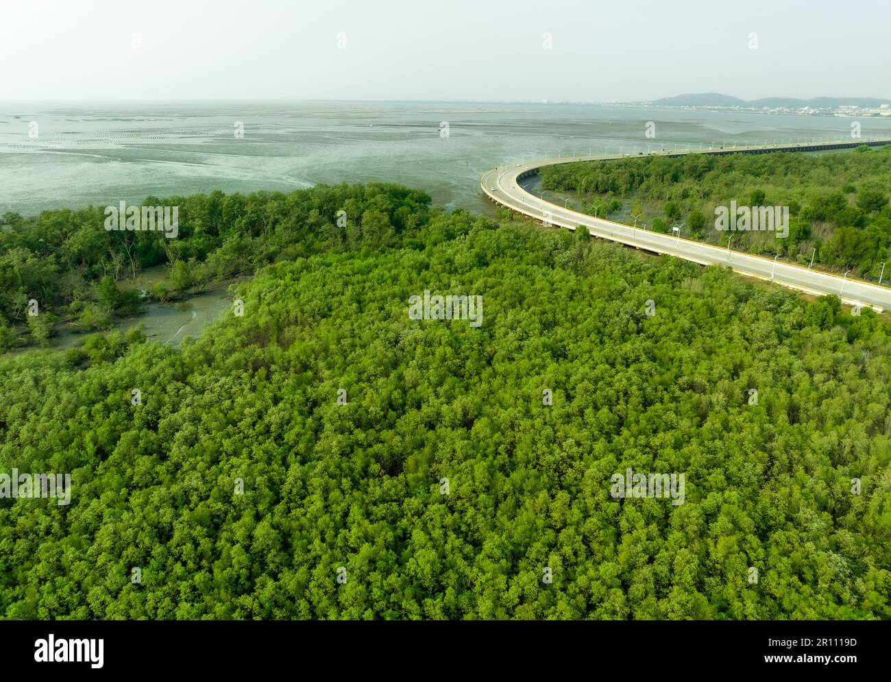 Green Mangrove Forest Capture Carbon Dioxide Net Zero Emissions Mangroves Capture Co2 From