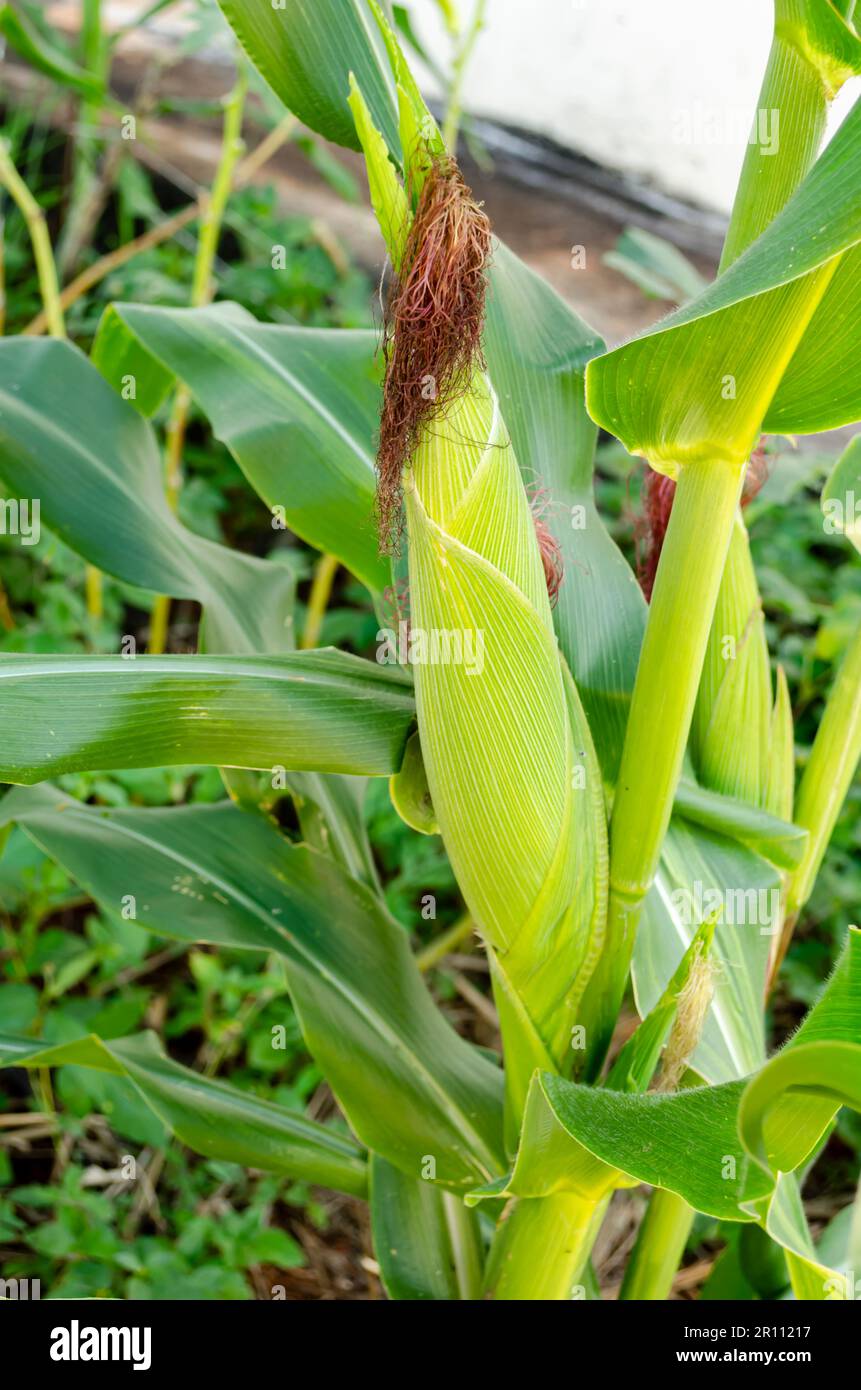 Corn In A Garden Stock Photo - Alamy
