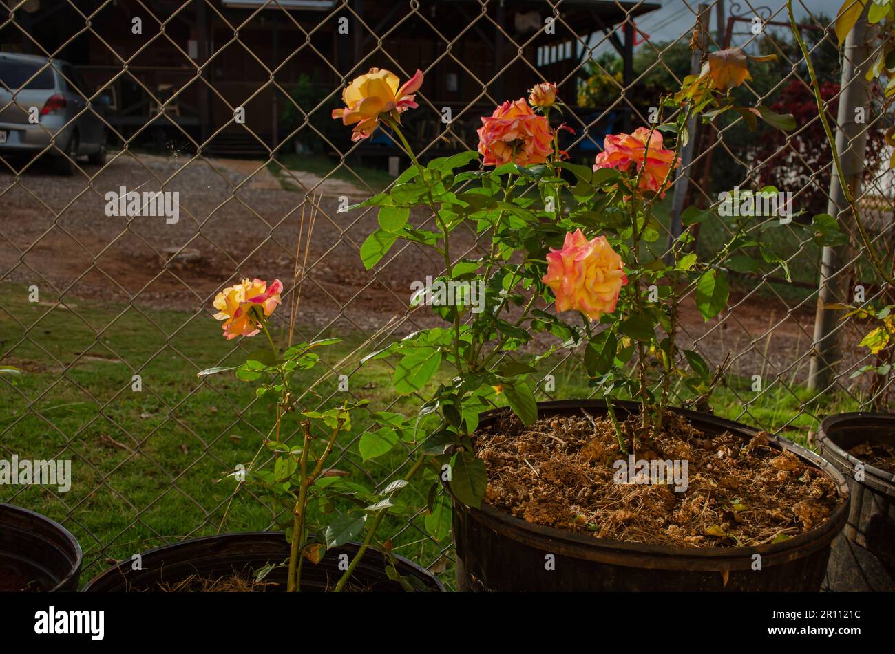 Hybrid tea rose pot hi-res stock photography and images - Alamy