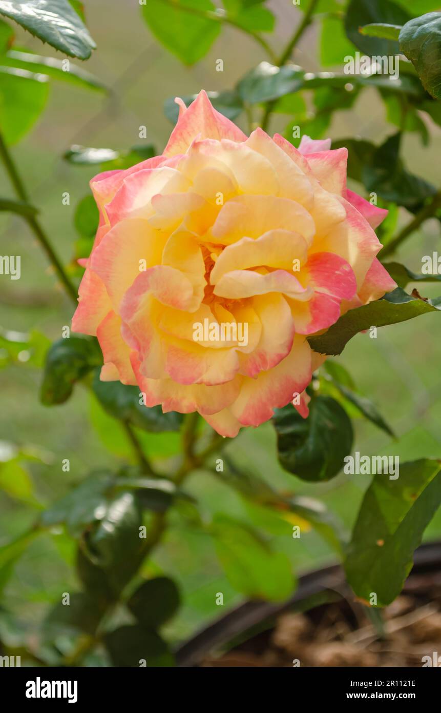 Rosa jamaica hi-res stock photography and images - Alamy