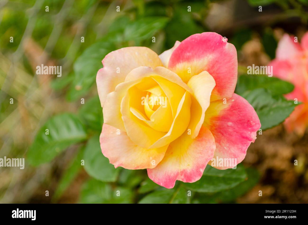 Yellow and Pink Hybrid Tea Rose Stock Photo - Alamy