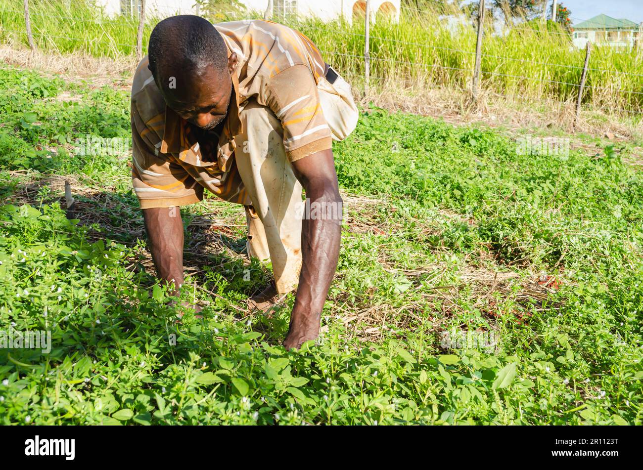 A man wearing a white pair of pants and stripe shirt bends over while ...
