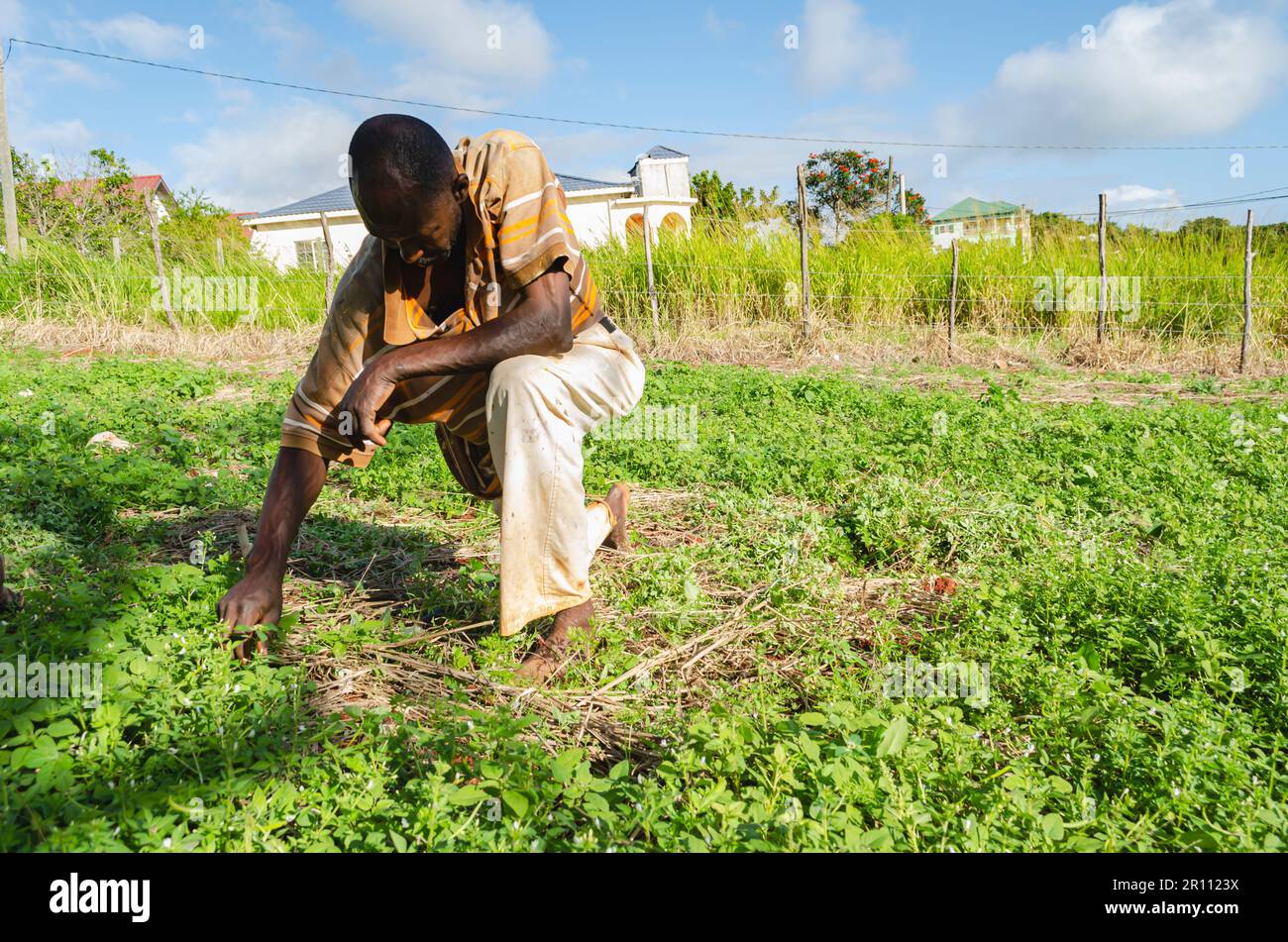 Farmer Removing Weeds From Garden Stock Photo - Alamy