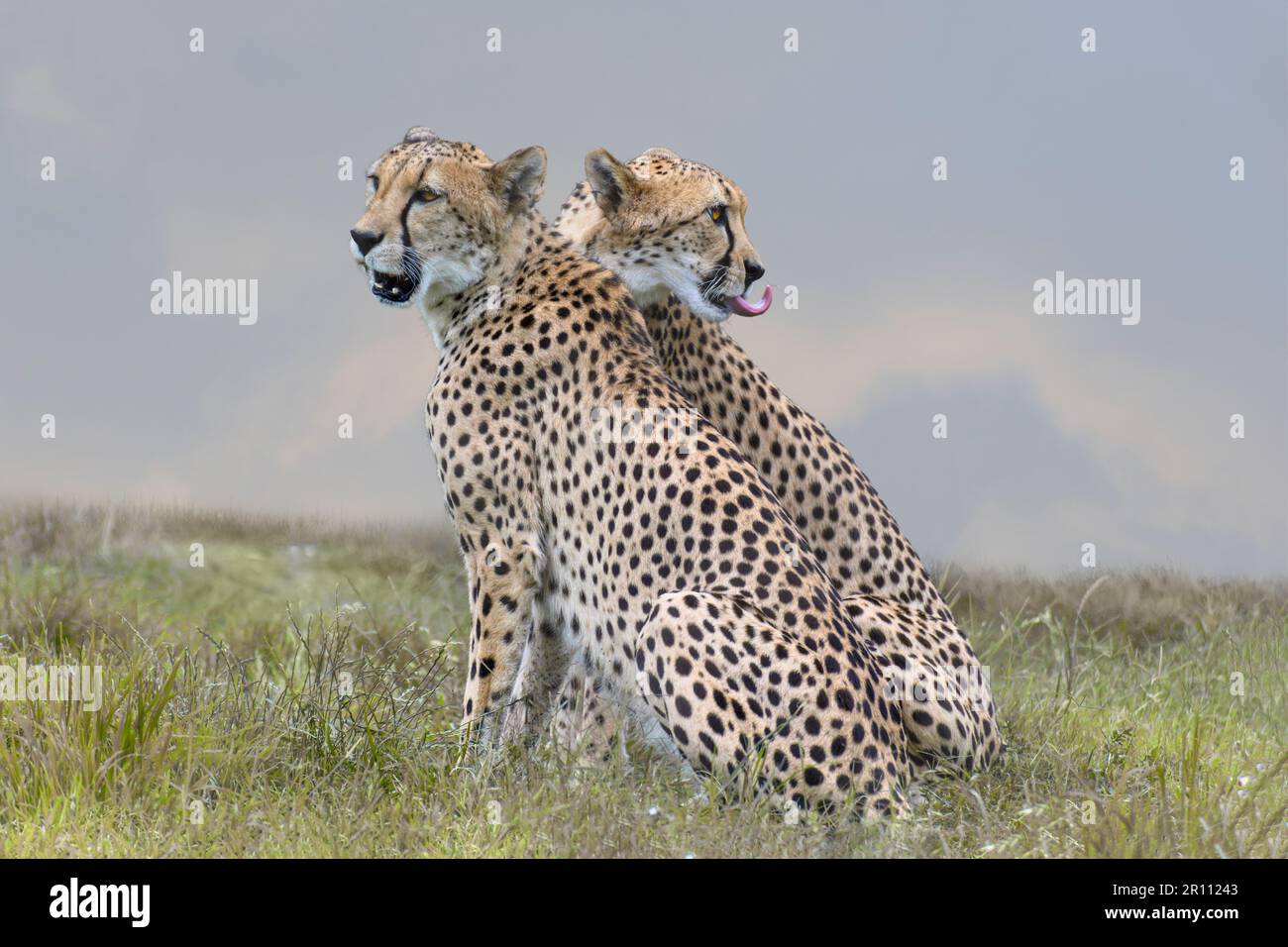 Two cheetahs (Acinonyx jubatus) sitting on grass tongue out Stock Photo ...