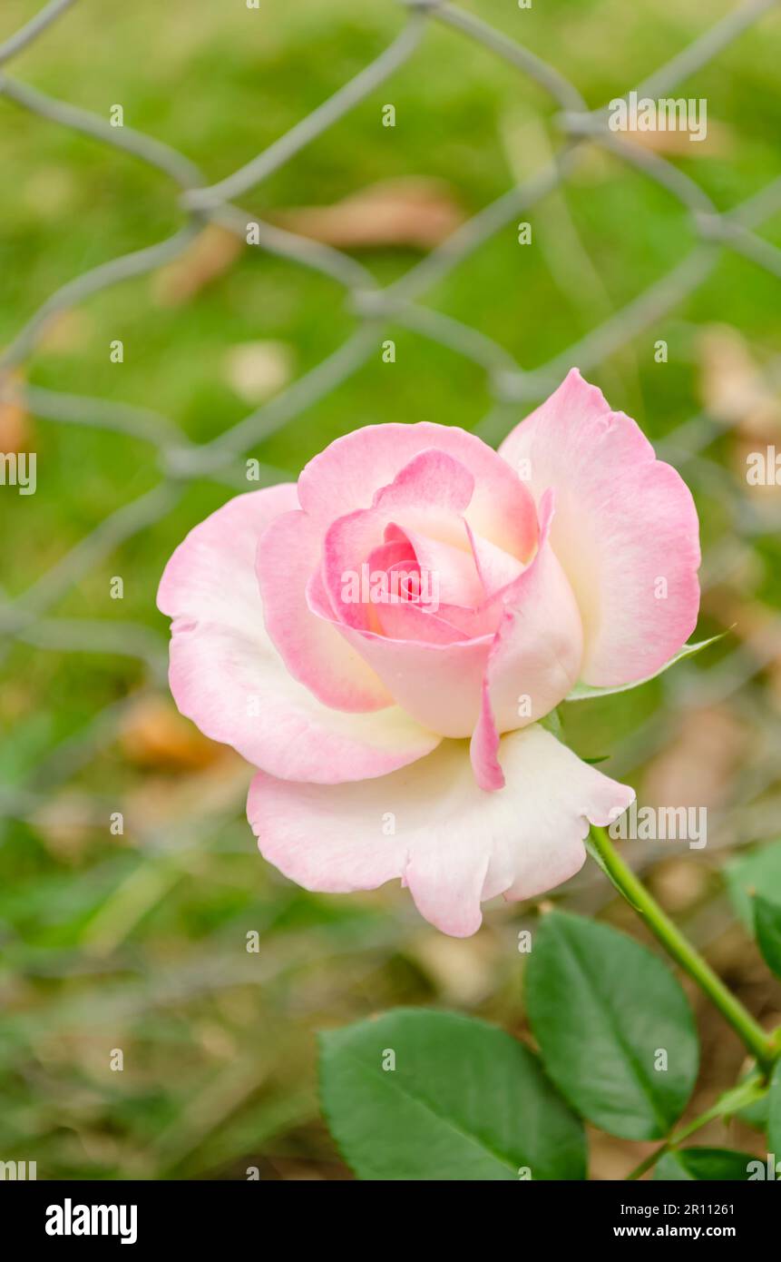Closeup red rose fence hi-res stock photography and images - Alamy