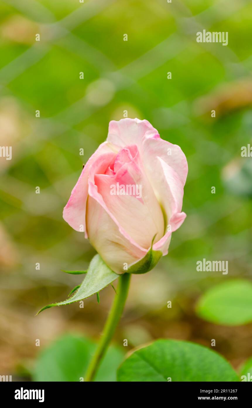 Pale pink single roses hi-res stock photography and images - Alamy
