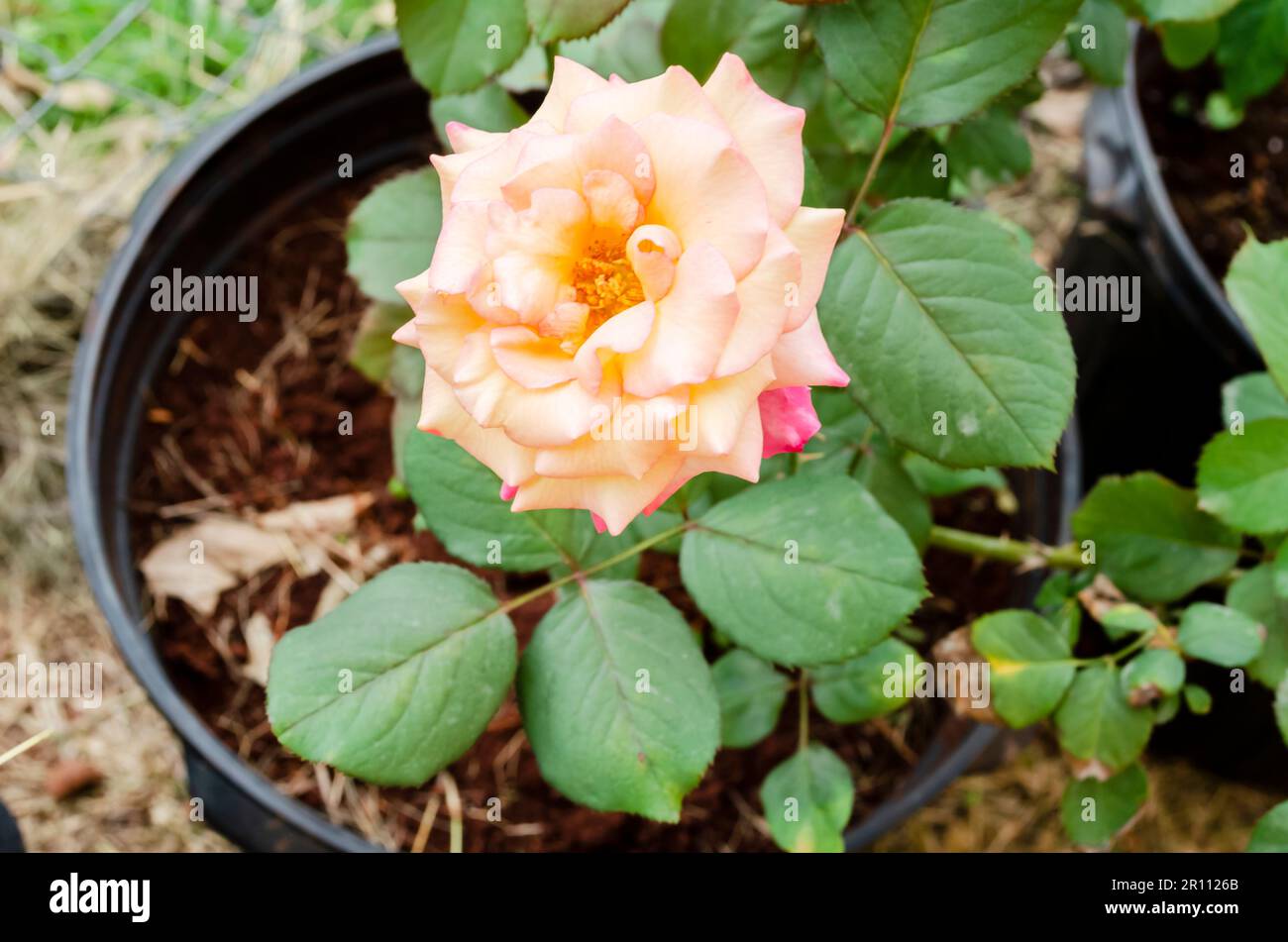 Open Sweet Rose Flower Stock Photo - Alamy