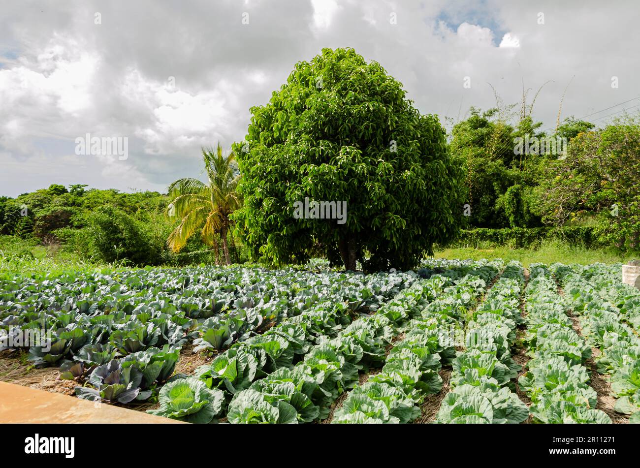An otaheite apple tree is growing in the middle of a cabbage garden ...