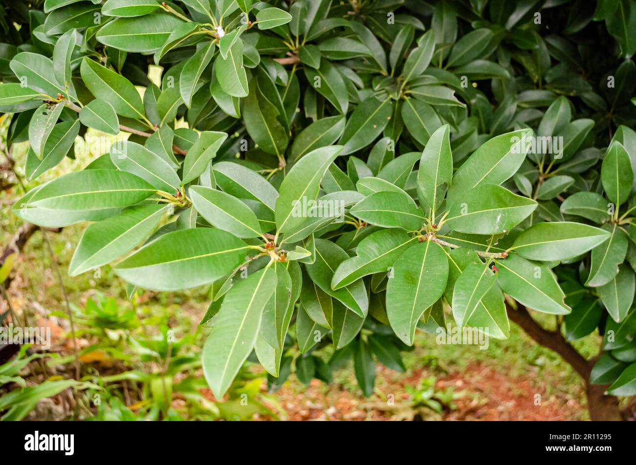 Sapodilla (Naseberry) Tree Branches Stock Photo - Alamy