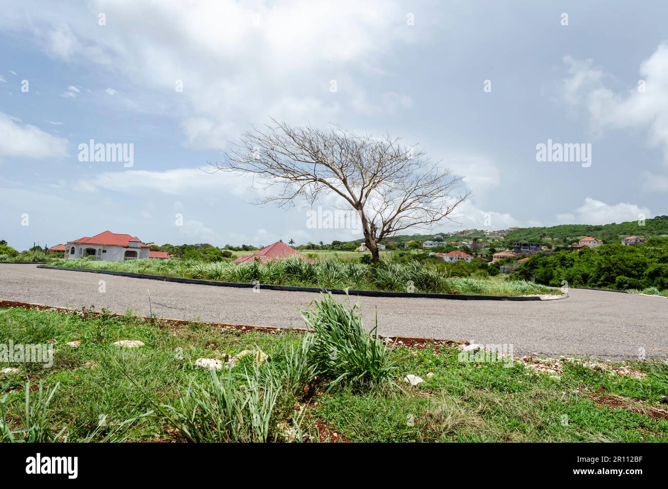 Lebeck tree hi-res stock photography and images - Alamy