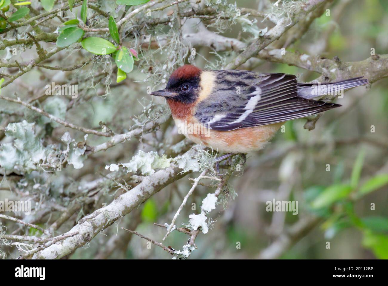 Bay-breasted warbler (Setophaga castanea) during spring migration ...