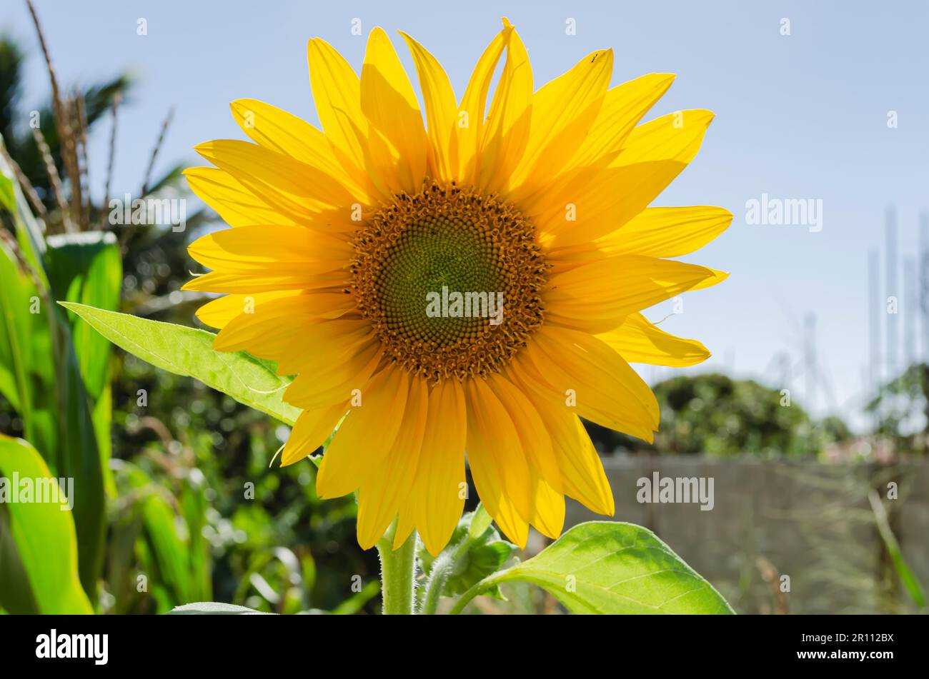 A Partially Sunlit Open Yellow Helianthus Sunflower Stands Tall Against The Bright Sky Above
