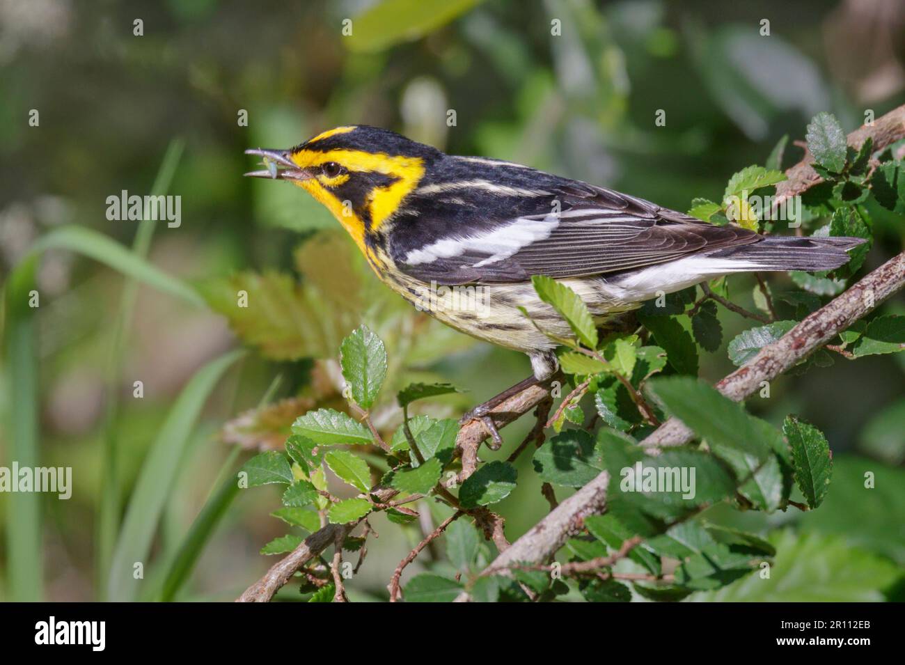 Blackburnian warbler (Setophaga fusca) eating a little insect during ...
