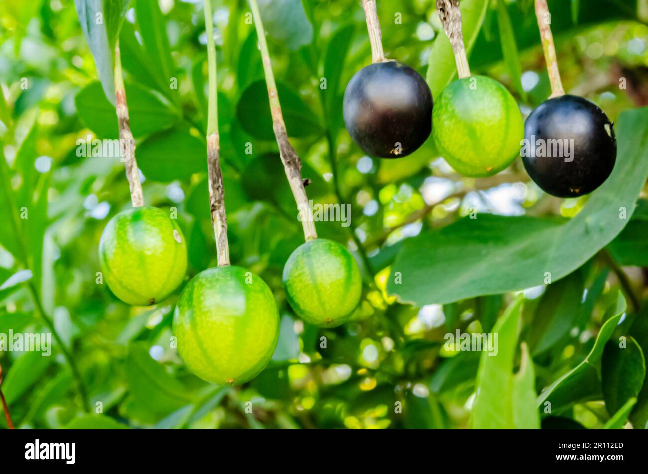Foliage fruits hi-res stock photography and images - Alamy