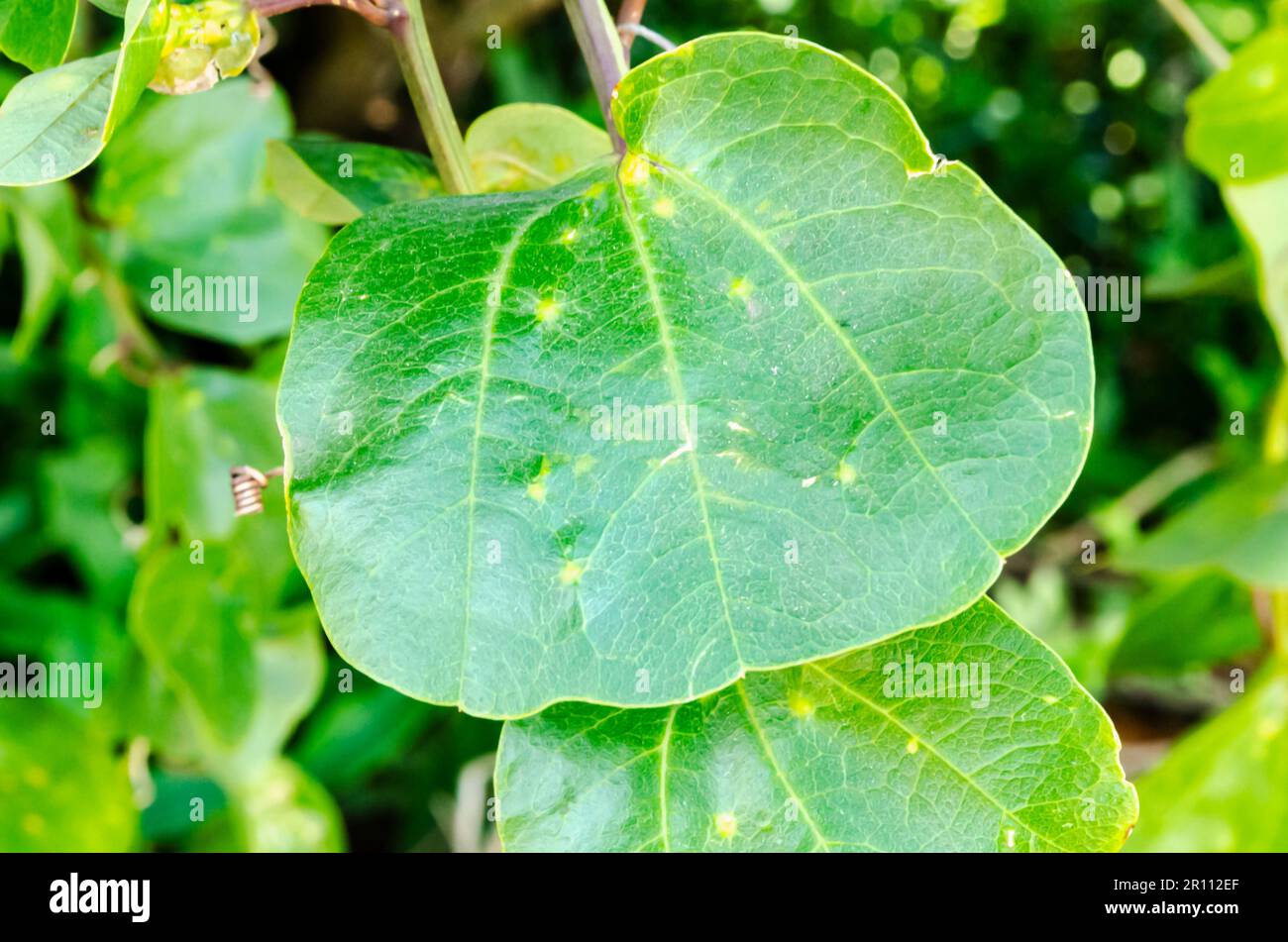 Lobed leaf hi-res stock photography and images - Alamy