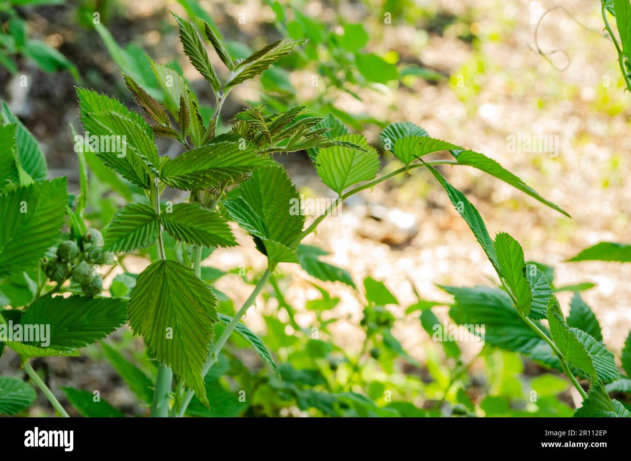 Black Raspberry Plant Top Stock Photo - Alamy