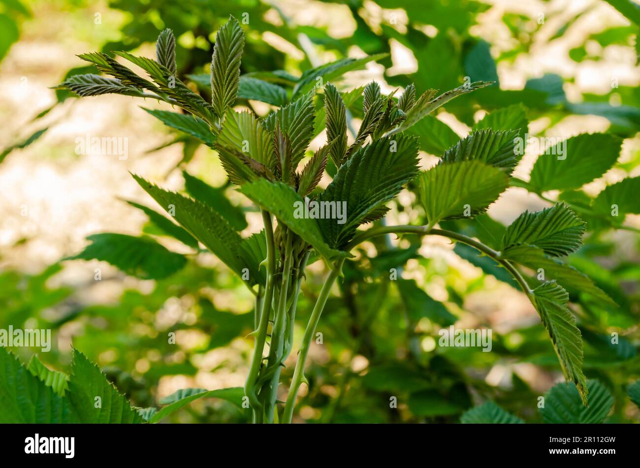 Black raspberry leaves hi-res stock photography and images - Alamy