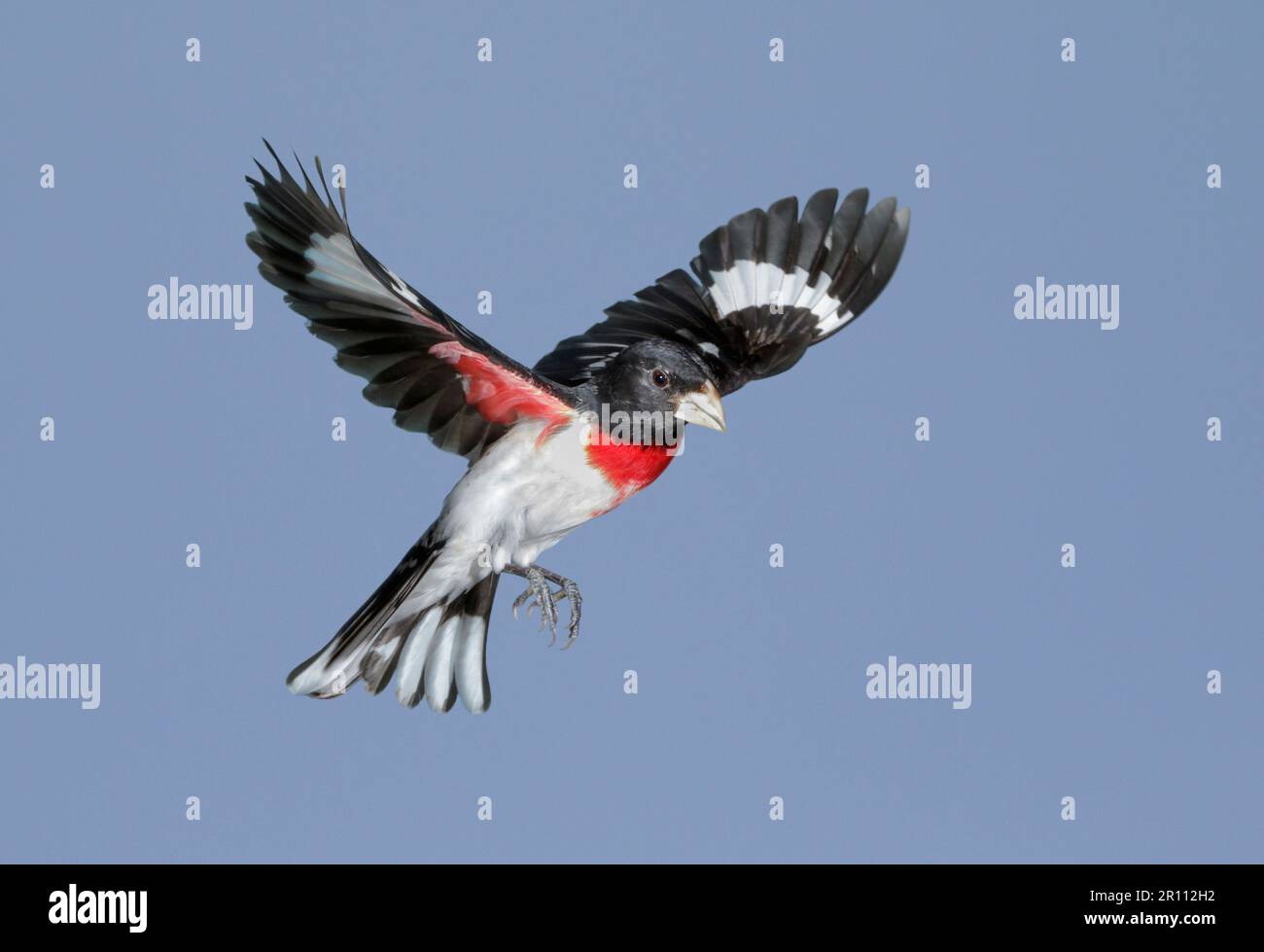 Grosbeaks hi-res stock photography and images - Alamy