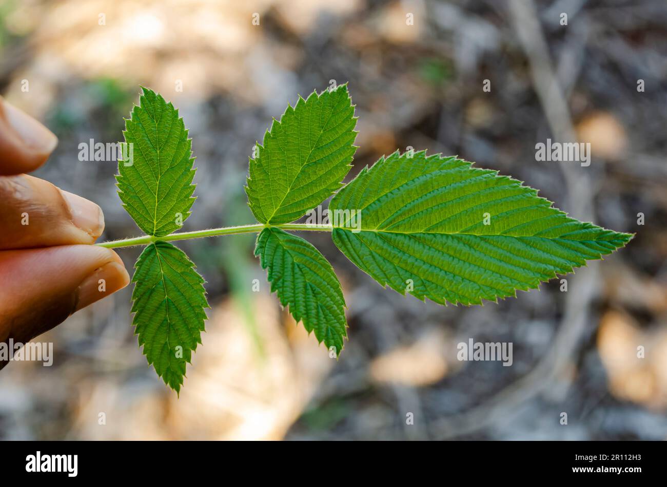 The black raspberry plant has bipinnately compound leaves with with an ...