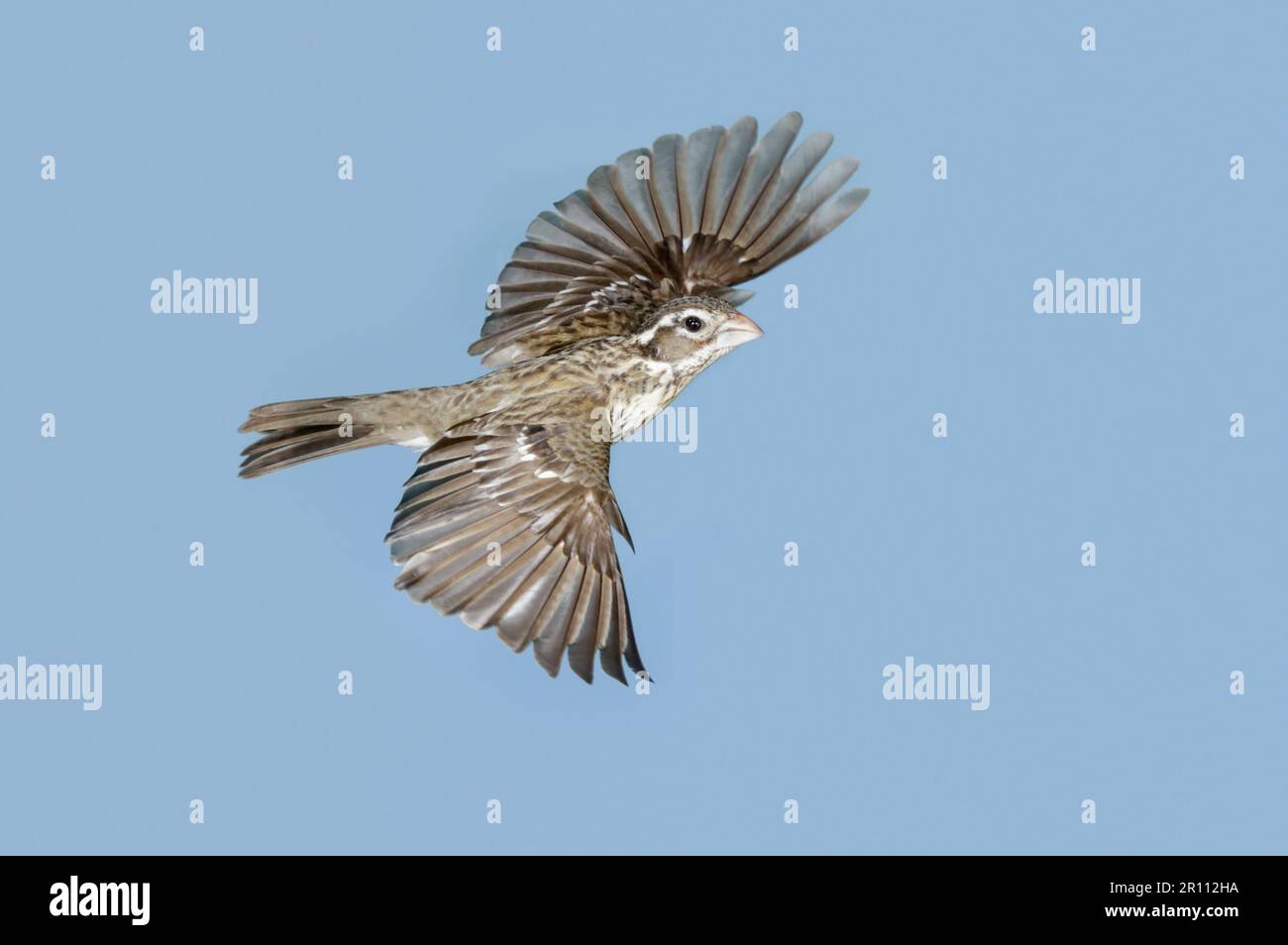Rose-breasted grosbeak (Pheucticus ludovicianus) female flying, during ...