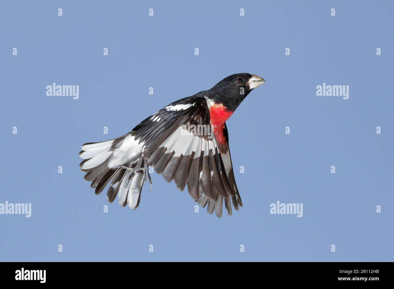 Male grosbeaks hi-res stock photography and images - Alamy