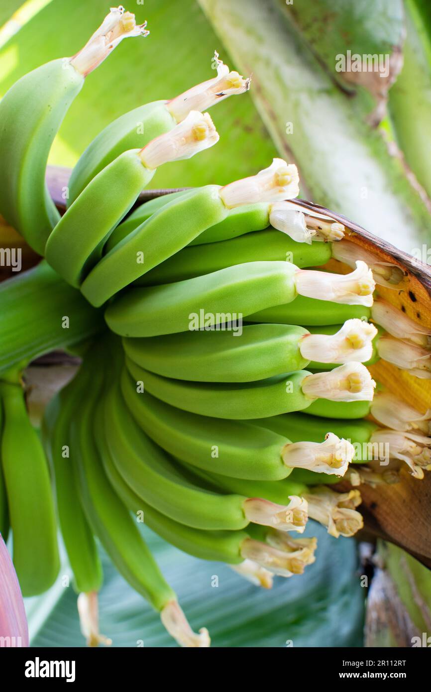 Fresh unripe green bananas hanging hi-res stock photography and images ...