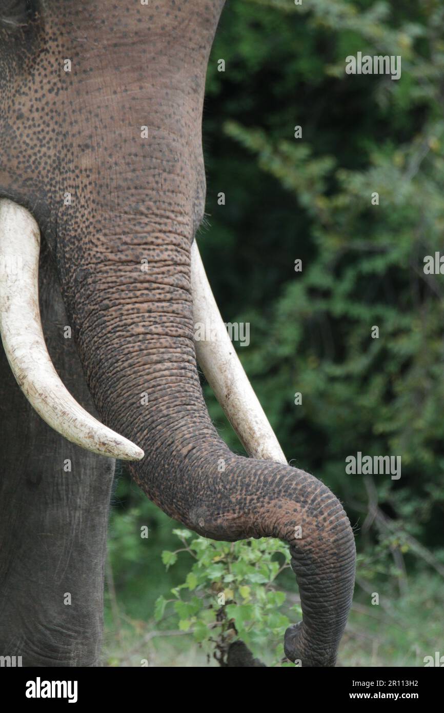 Sri Lankan Tuskers and Elephant in the Wild, Visit Sri Lanka Stock ...