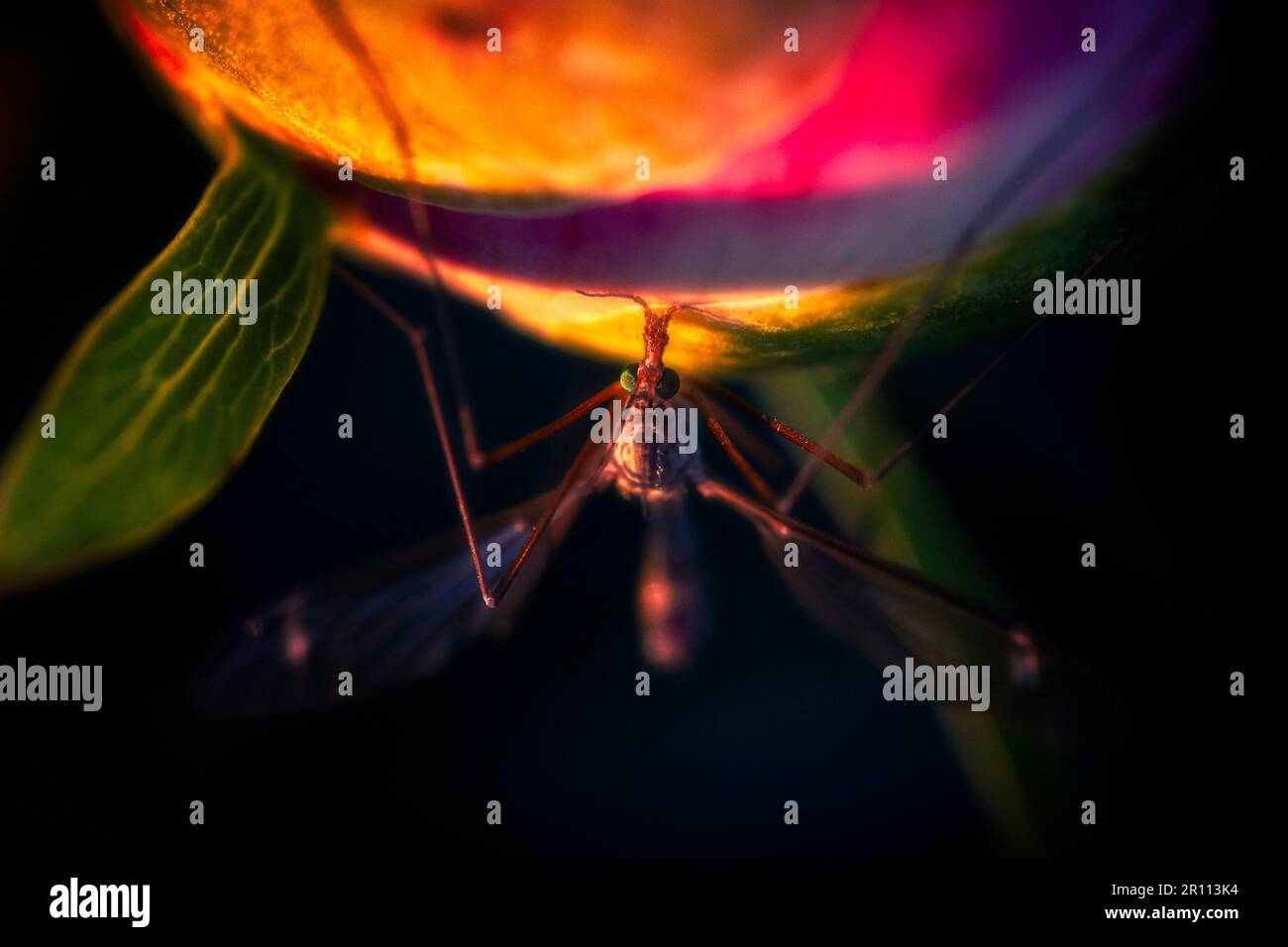 A vernal crane fly (cranefly) sips nectar from the enlarged flower bud ...