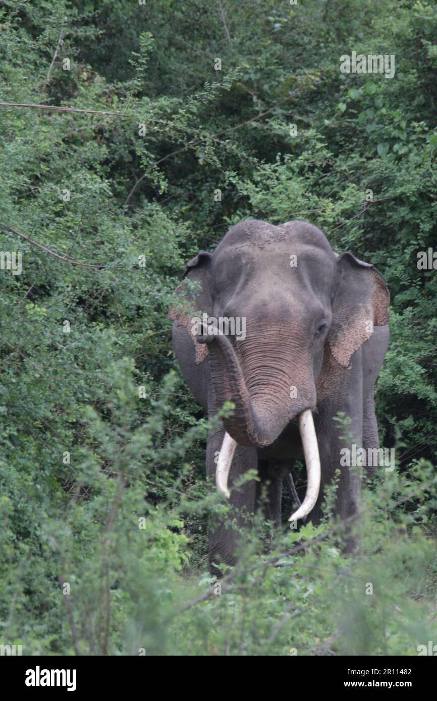 Sri Lankan Tuskers and Elephant in the Wild, Visit Sri Lanka Stock ...