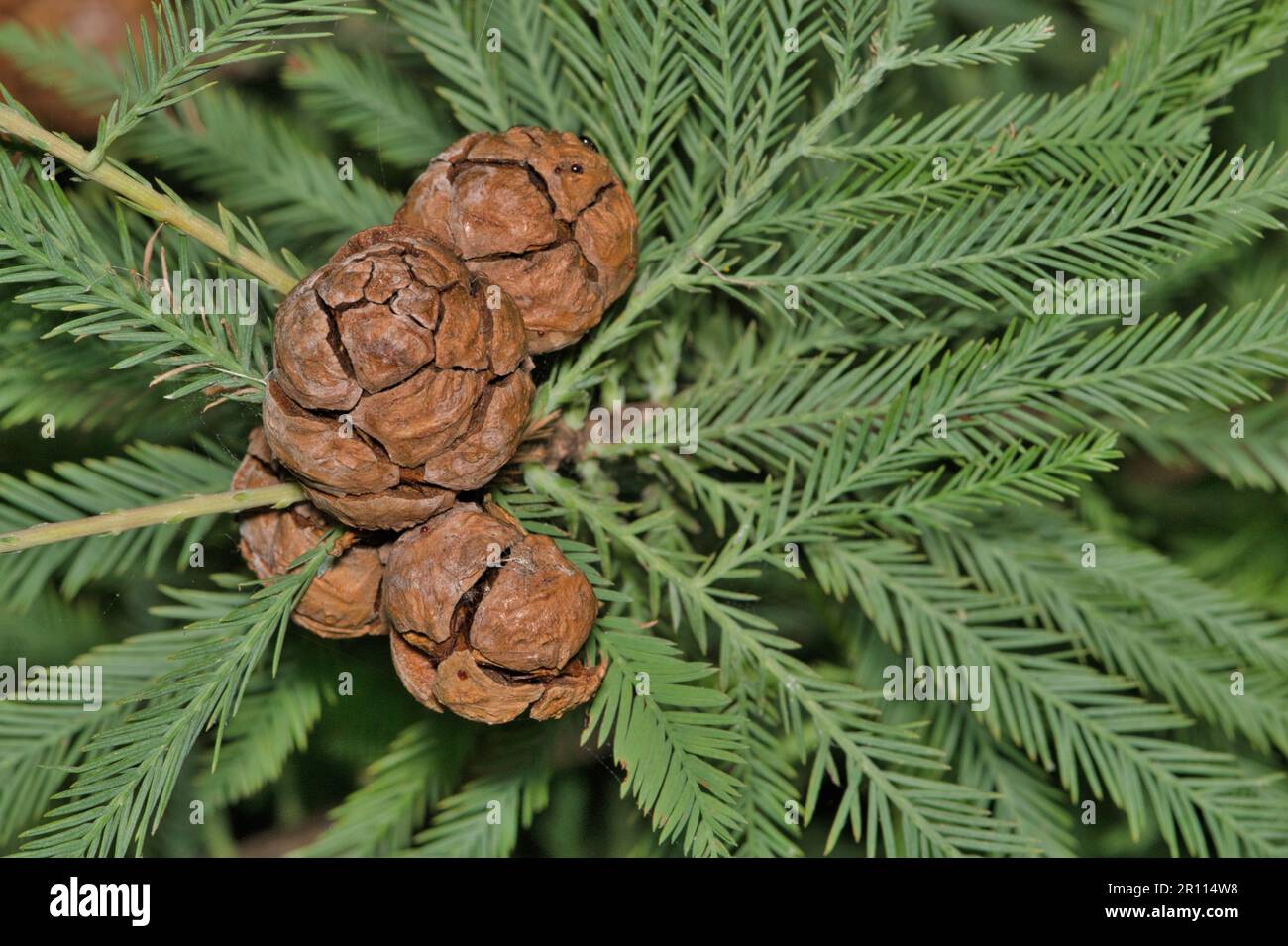 Bald Cypress Taxodium Distichum Isolated Leaves And Cone Seed Pods In