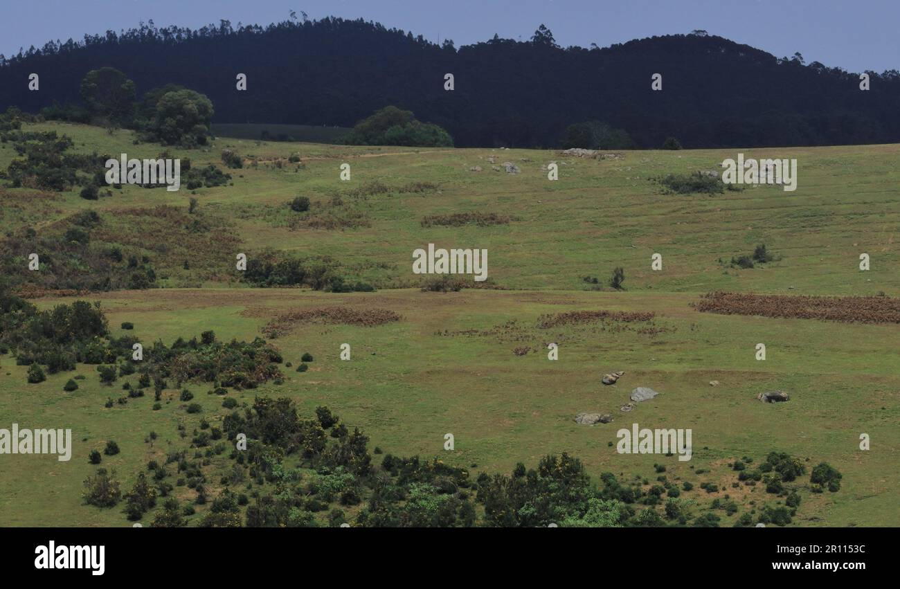 scenic mountainscape of nilgiri hillls and lush green rolling meadows ...