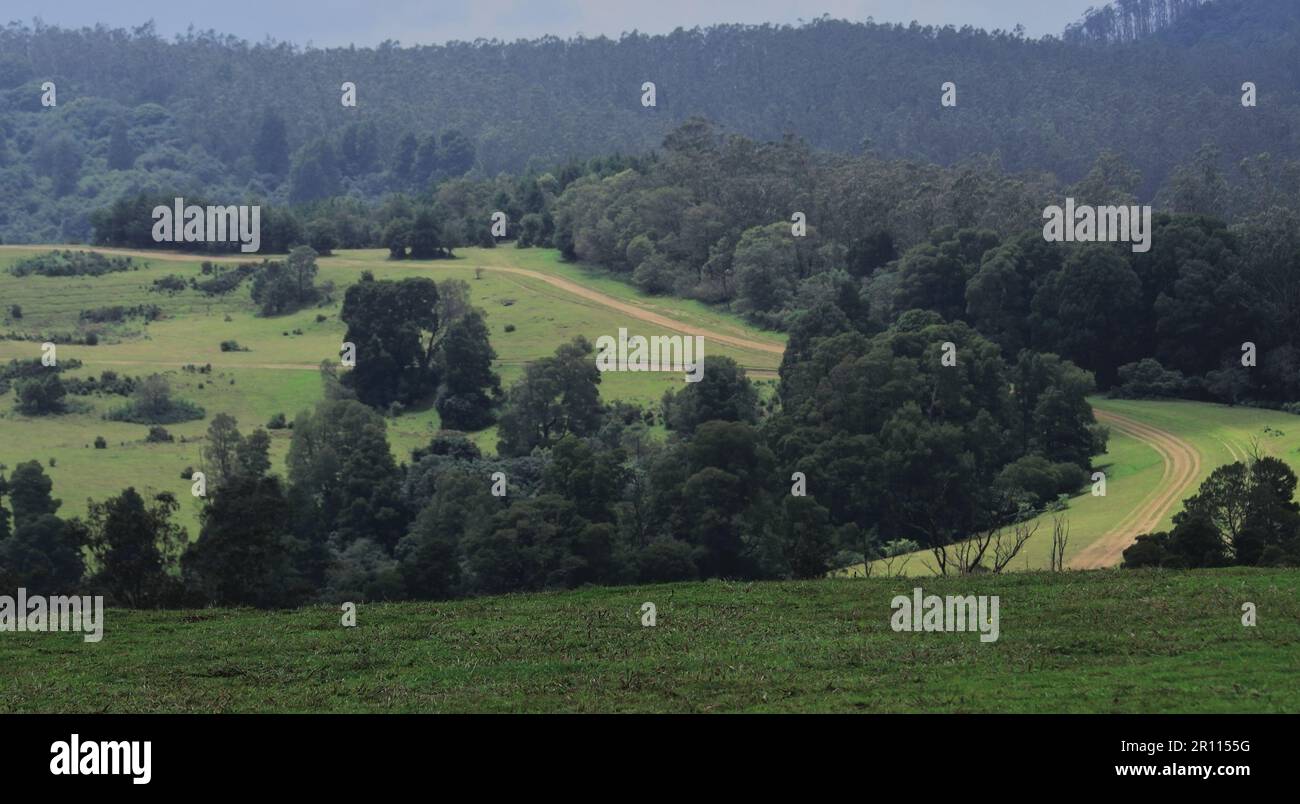 scenic mountainscape of nilgiri hillls and lush green rolling meadows ...