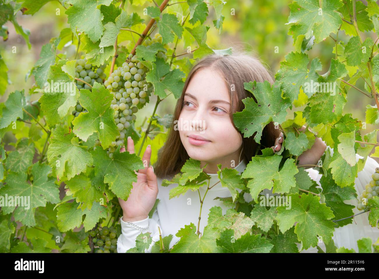 Smiling happy little kid girl eating ripe grapes on grapevine ...