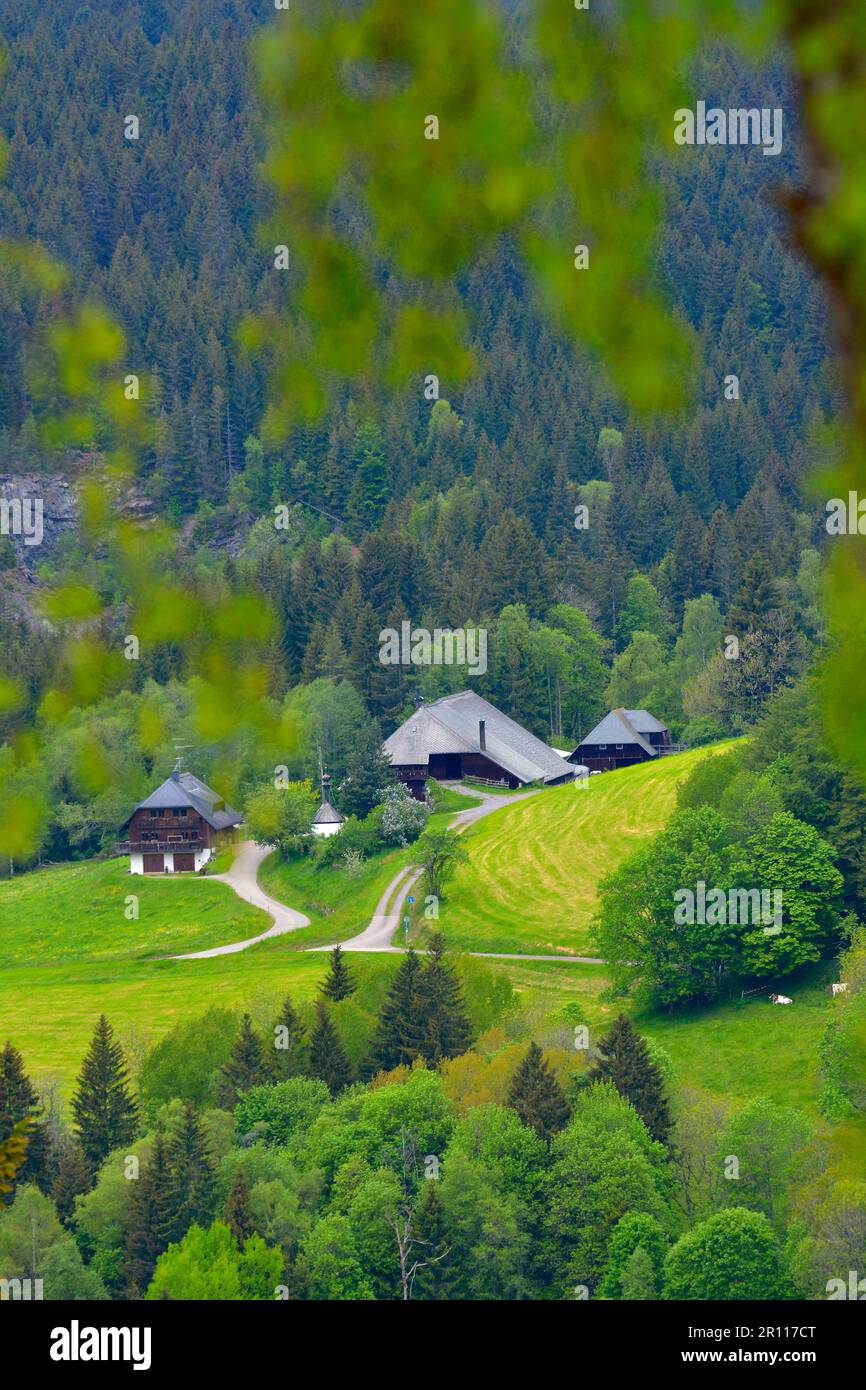 Black Forest, Baden-Wuerttemberg Upper Black Forest, Farms, Near ...
