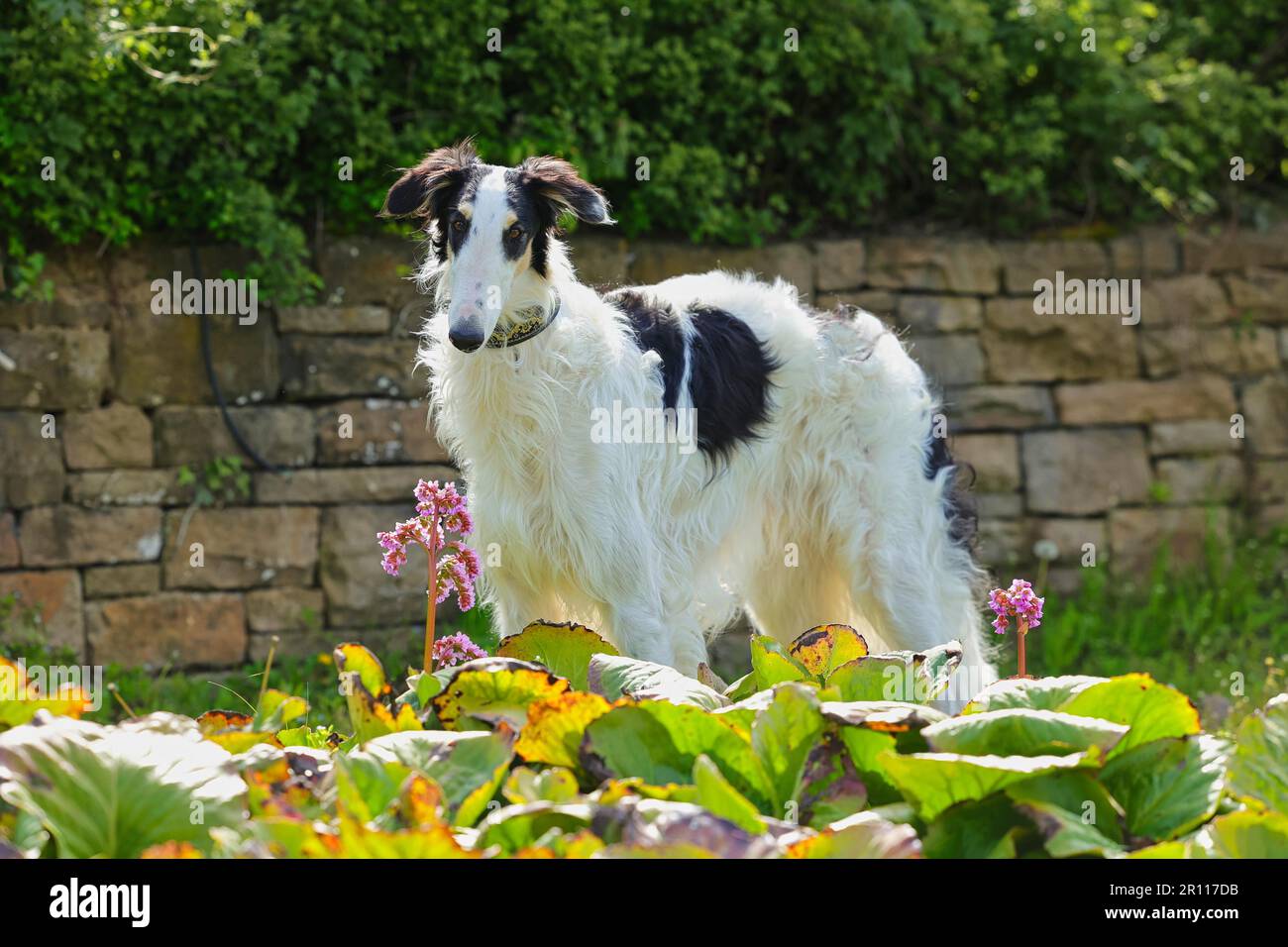 Borzoi standing hi-res stock photography and images - Alamy