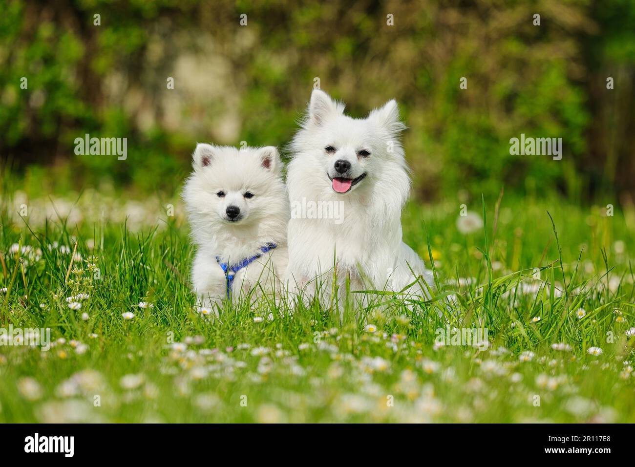 Dog, Volpino Italiano, Sitting, Flower Meadow Stock Photo - Alamy