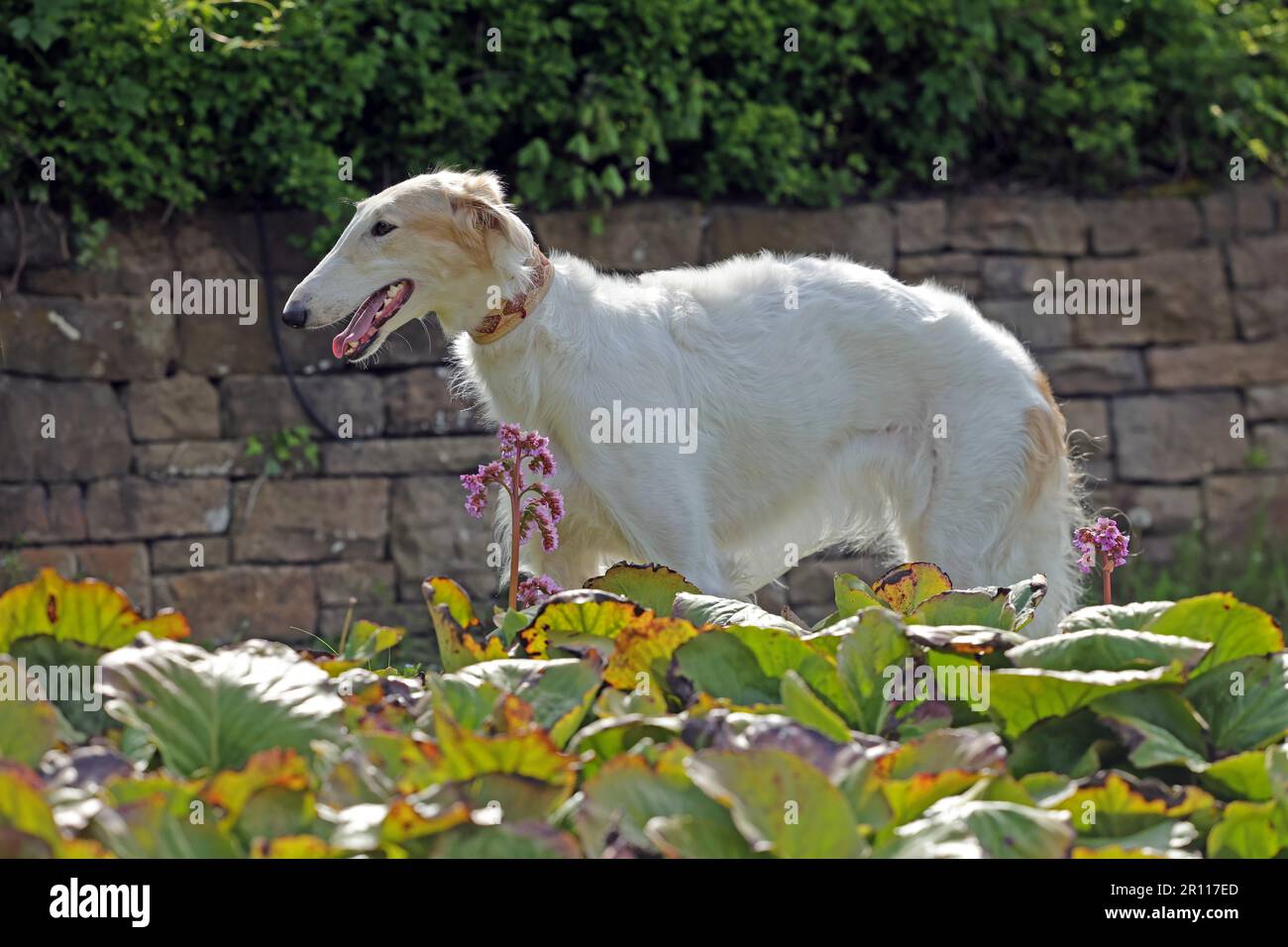 Dog, Borzoi, standing in flowers Stock Photo - Alamy