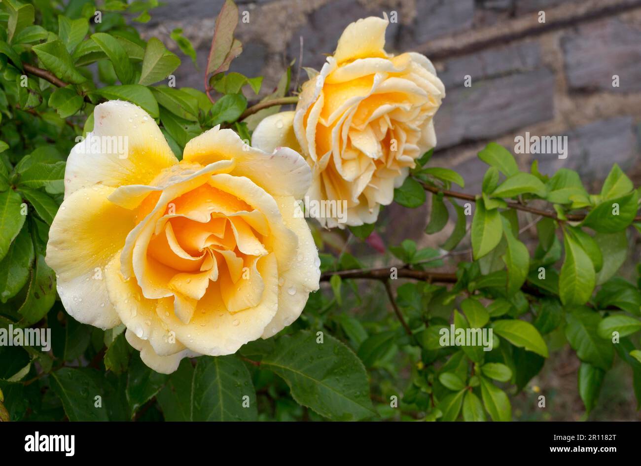 Yellow rose in front of slate wall Stock Photo - Alamy