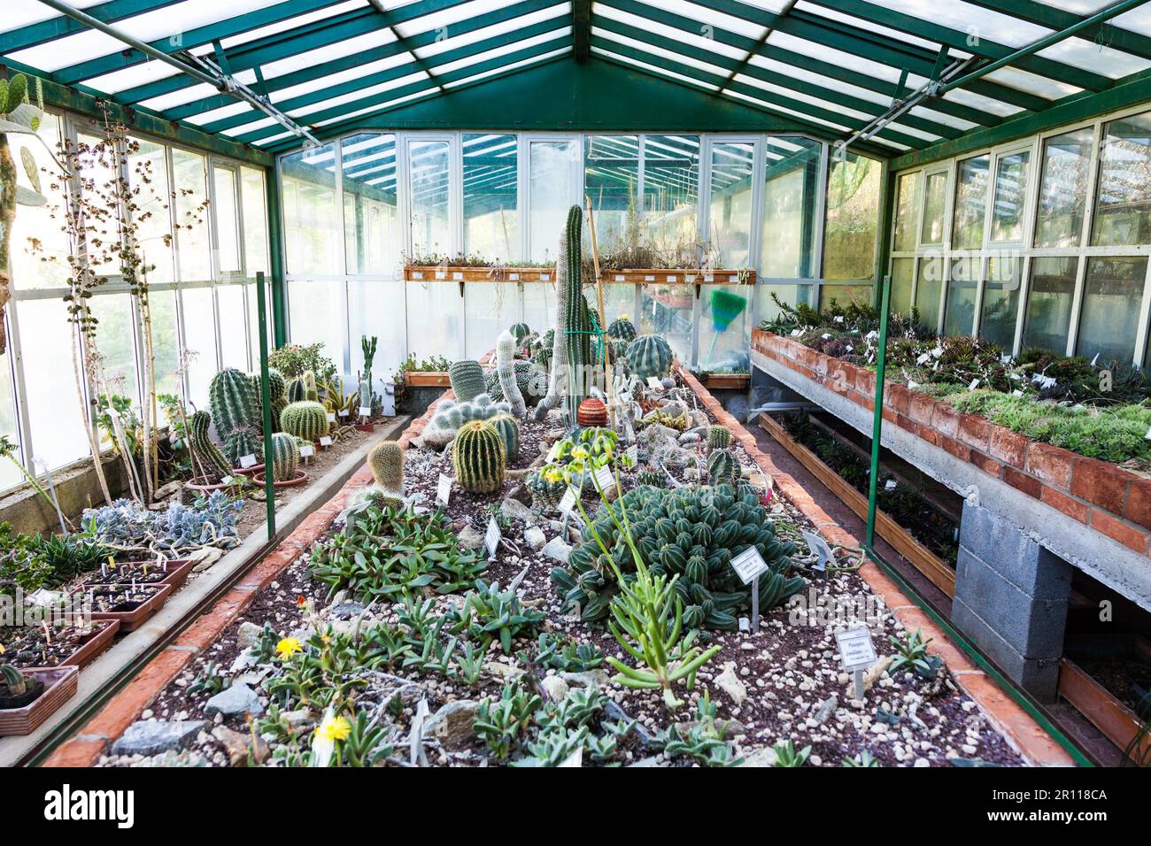 Interior of a cactus greenhouse, detail of the plantation banch Stock ...