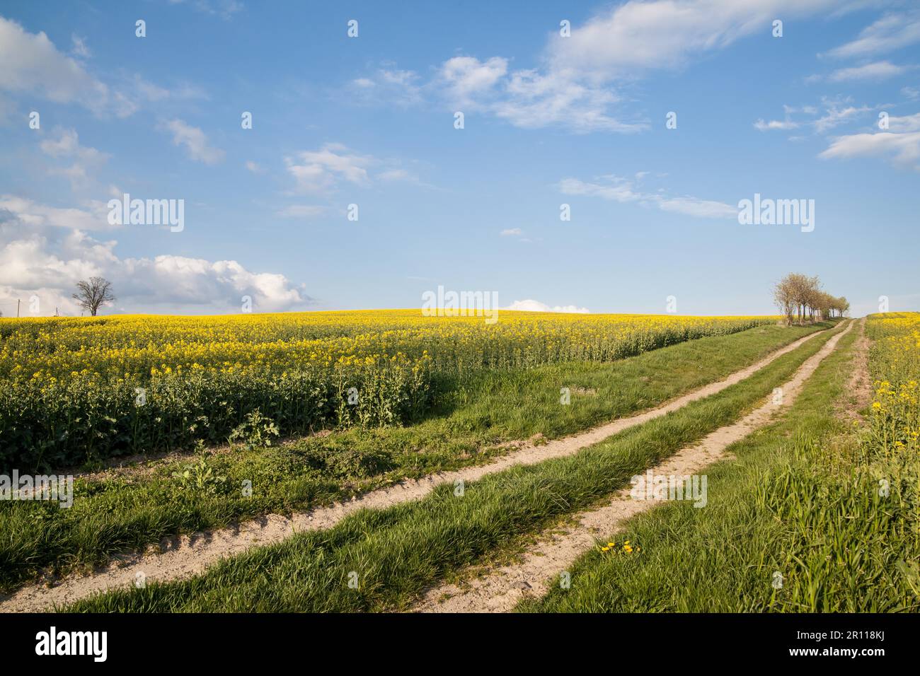 Field path with rape field Stock Photo - Alamy